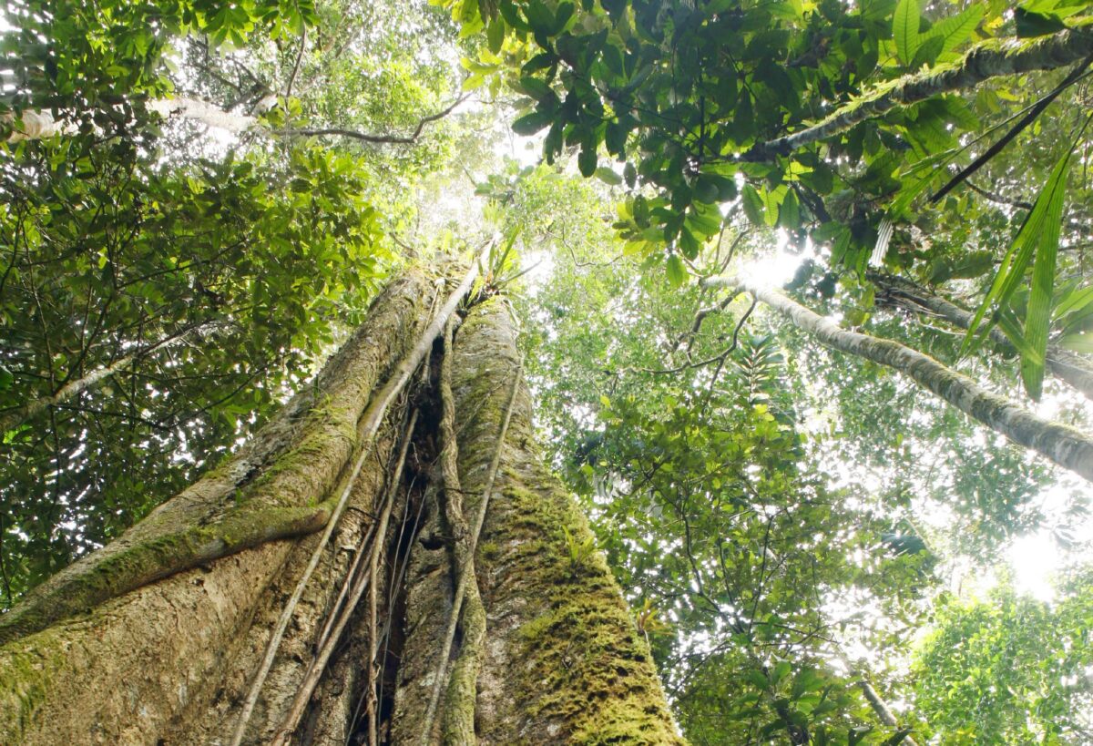 Go Carbon Neutral - Coalition for Rainforest Nations