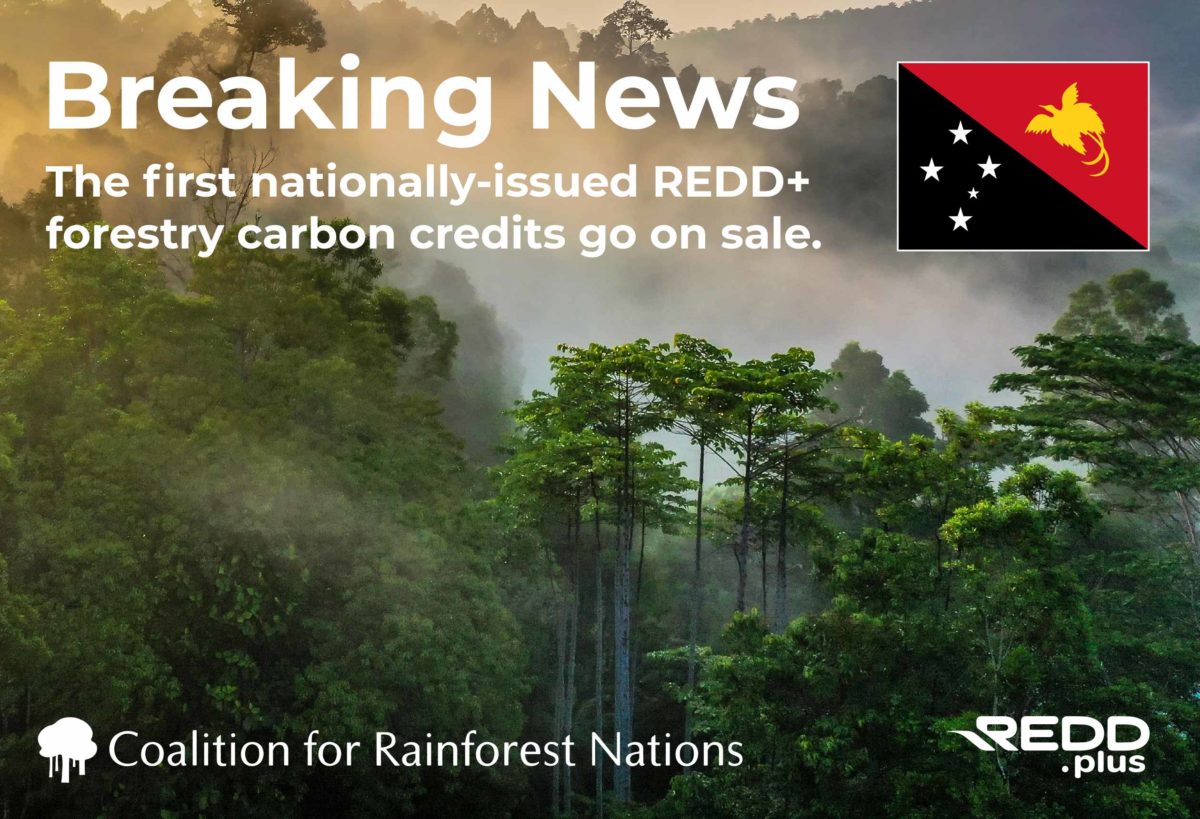 News: Papua New Guinea Slows Rainforest Deforestation after a Decade ...