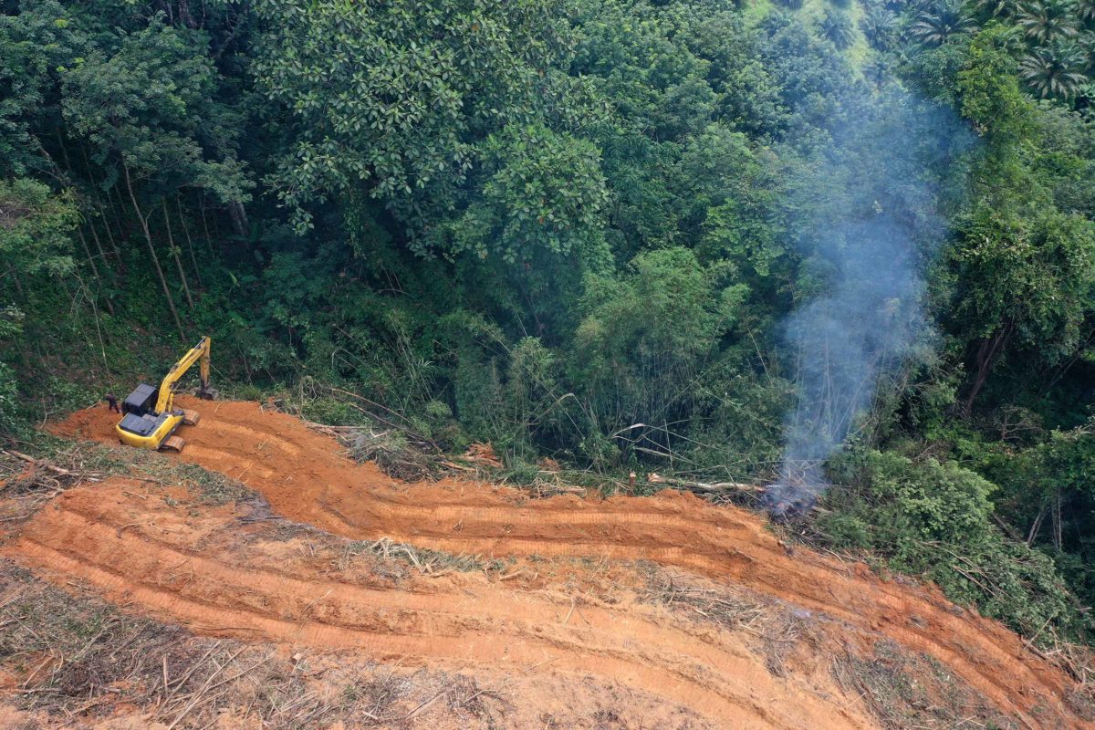 Opinion: REDD+ Carbon Credits Will Help Stave Off The Climate Disaster ...