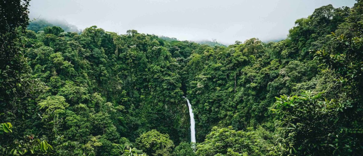 Coalition for Rainforest Nations