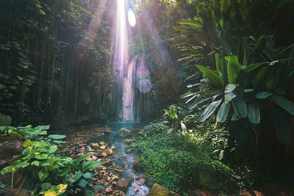 Saint Lucia Updates its Forest Conservation Baseline under REDD+ ...